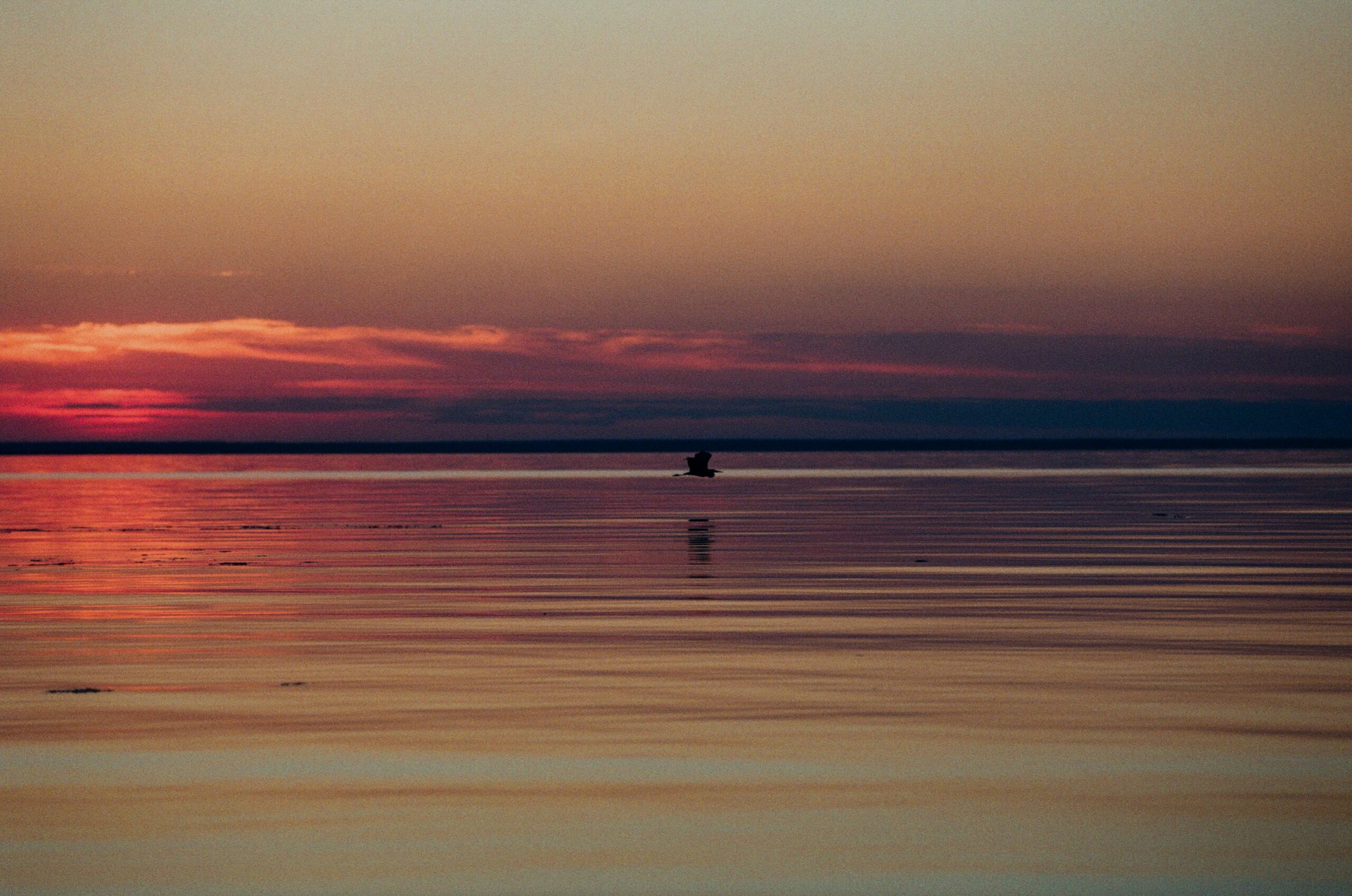 『人生最高レストラン』1/17ゲスト森香澄からモテを学ぶ | J,s scenelog